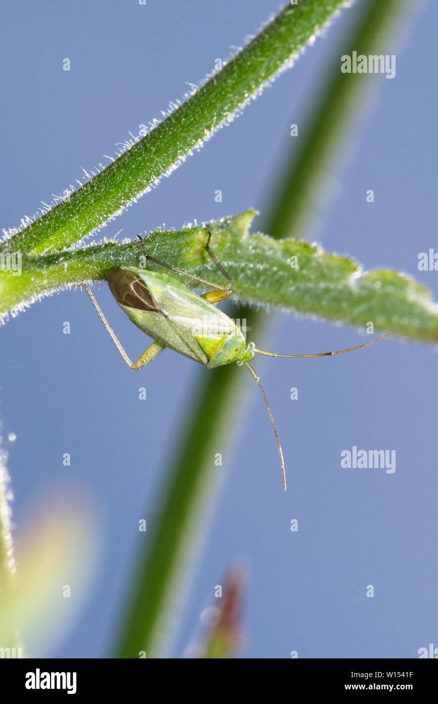 Capsid bugs hi-res stock photography and images - Alamy