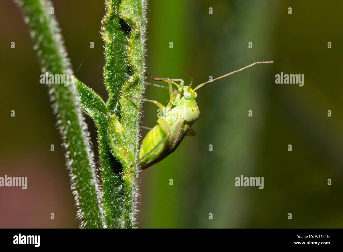Closterotomus norwegicus hi-res stock photography and images - Alamy