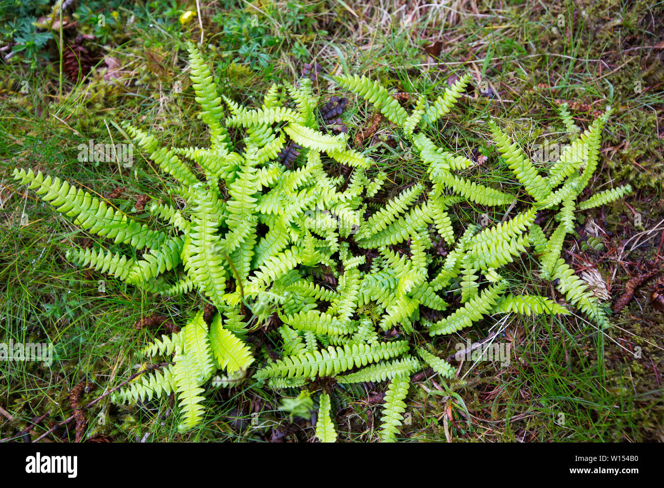 Ferns in woodland hi-res stock photography and images - Alamy