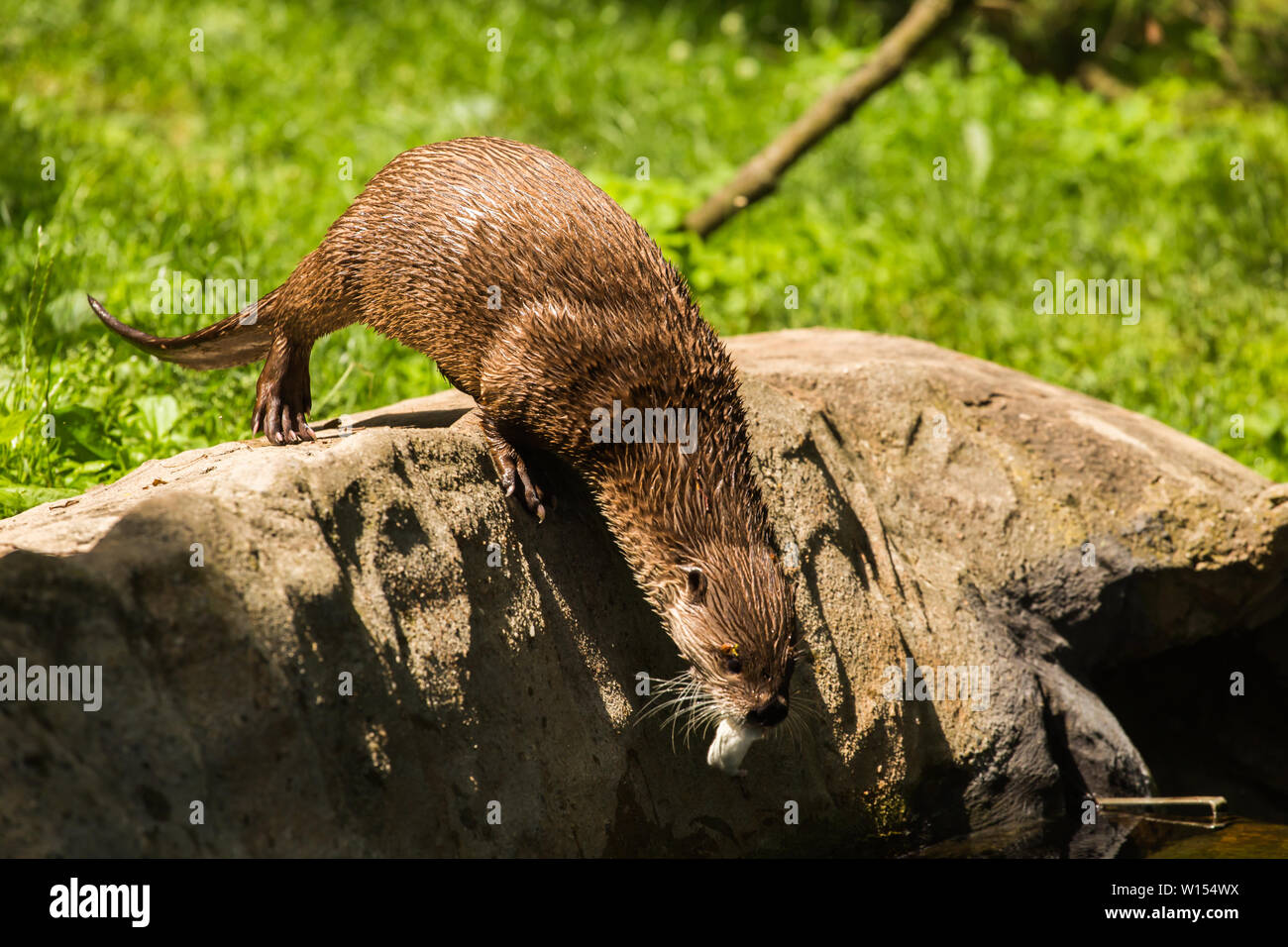 Close up wet mouse sitting hi-res stock photography and images - Alamy