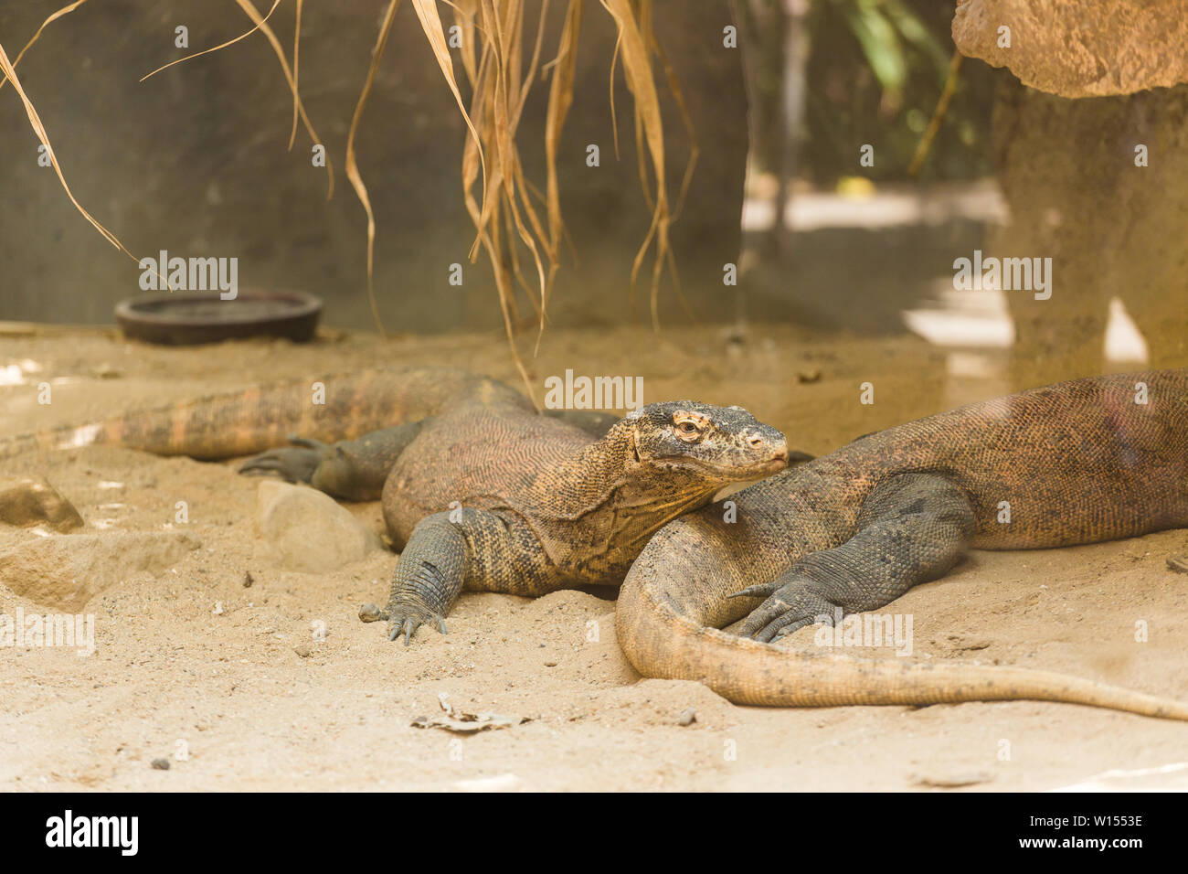 Two lizards are resting on the sand and enjoying a warm summer day ...