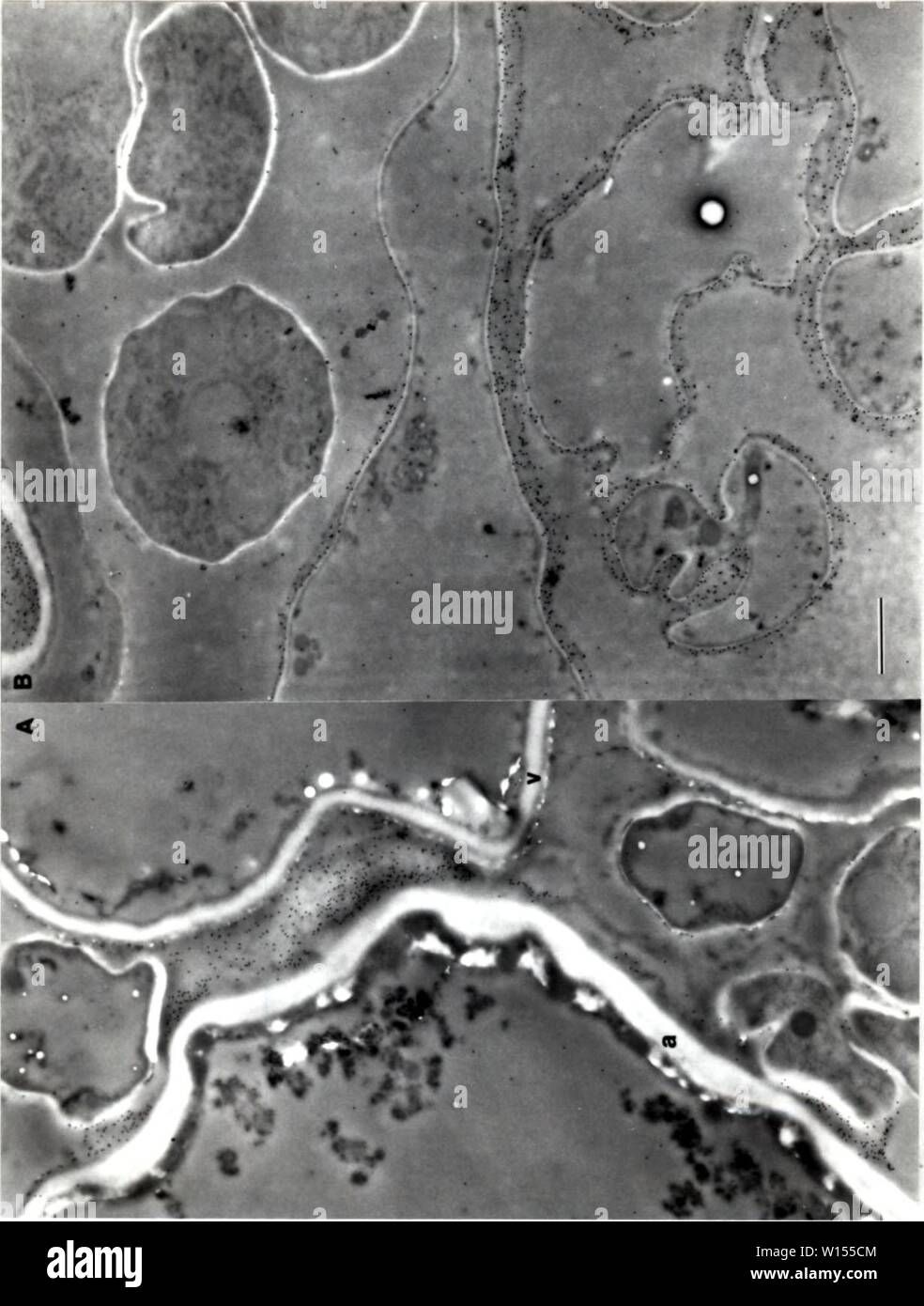 Biogénesis hi-res stock photography and images - Alamy