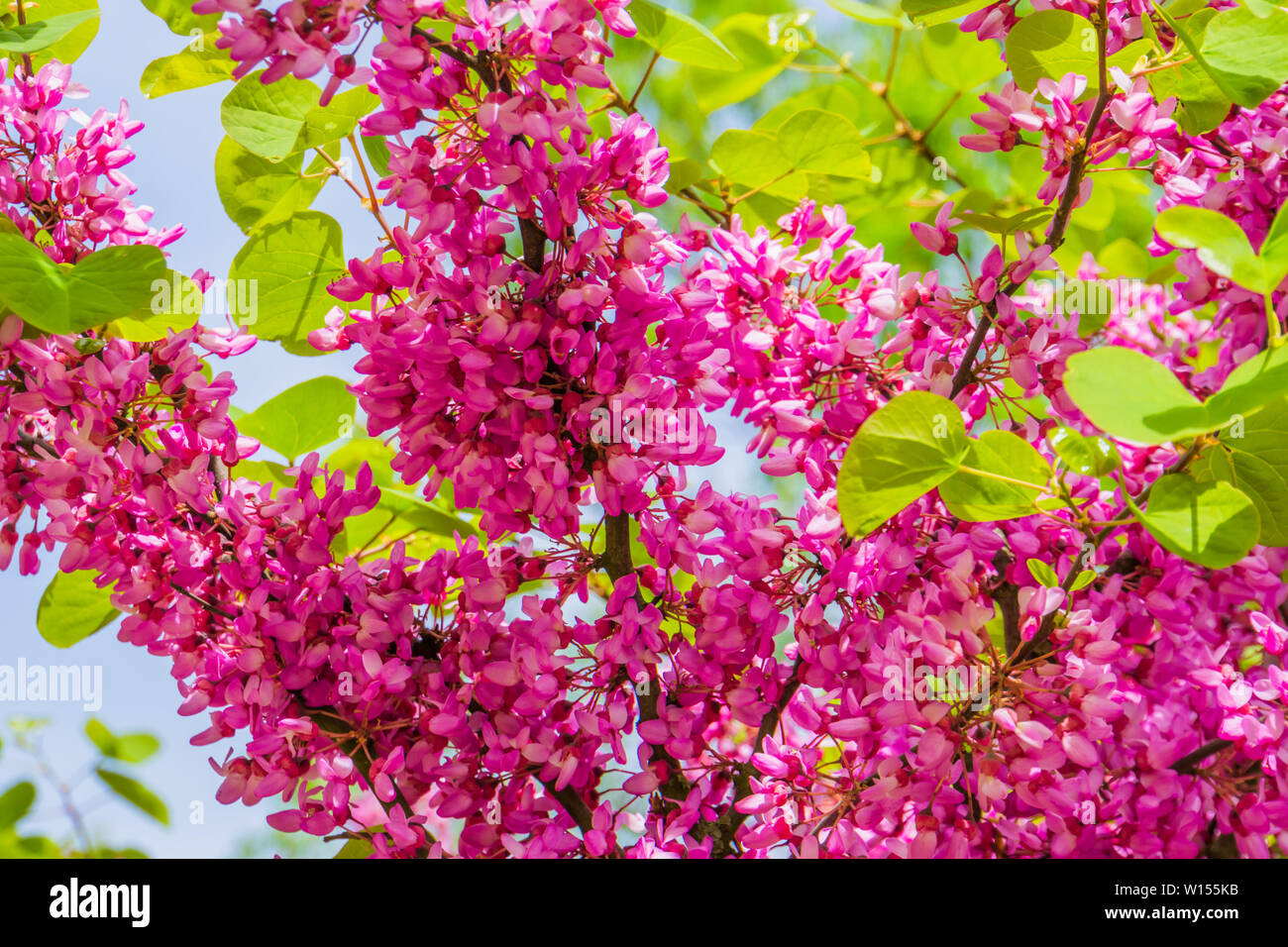 flowering judas tree in macro closeup during spring, vibrant pink ...