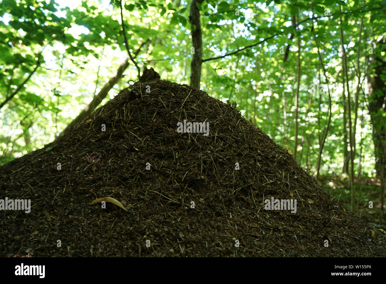 Photographed ants with high resolution in their natural environment ...