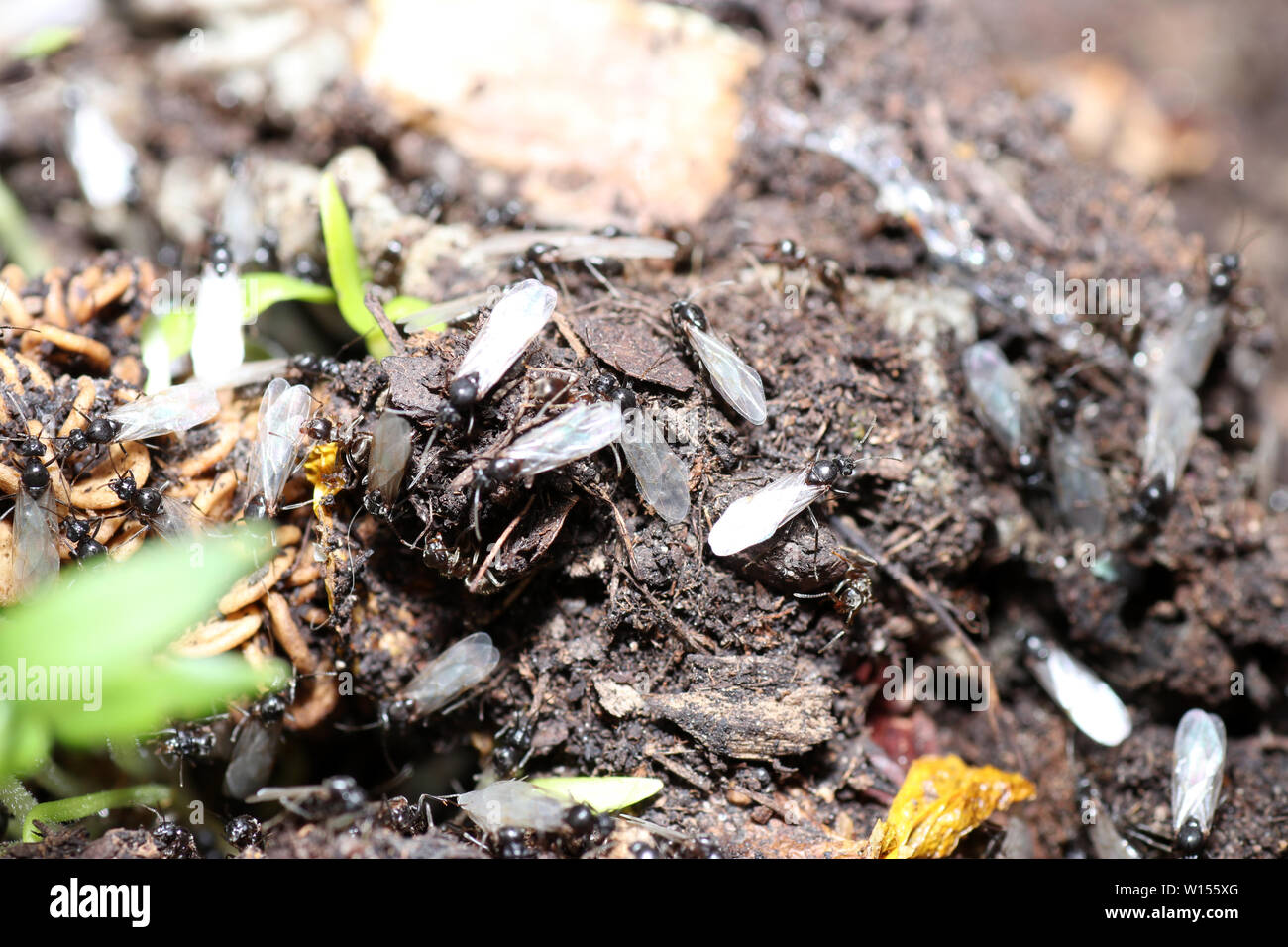 Photographed ants with high resolution in their natural environment ...