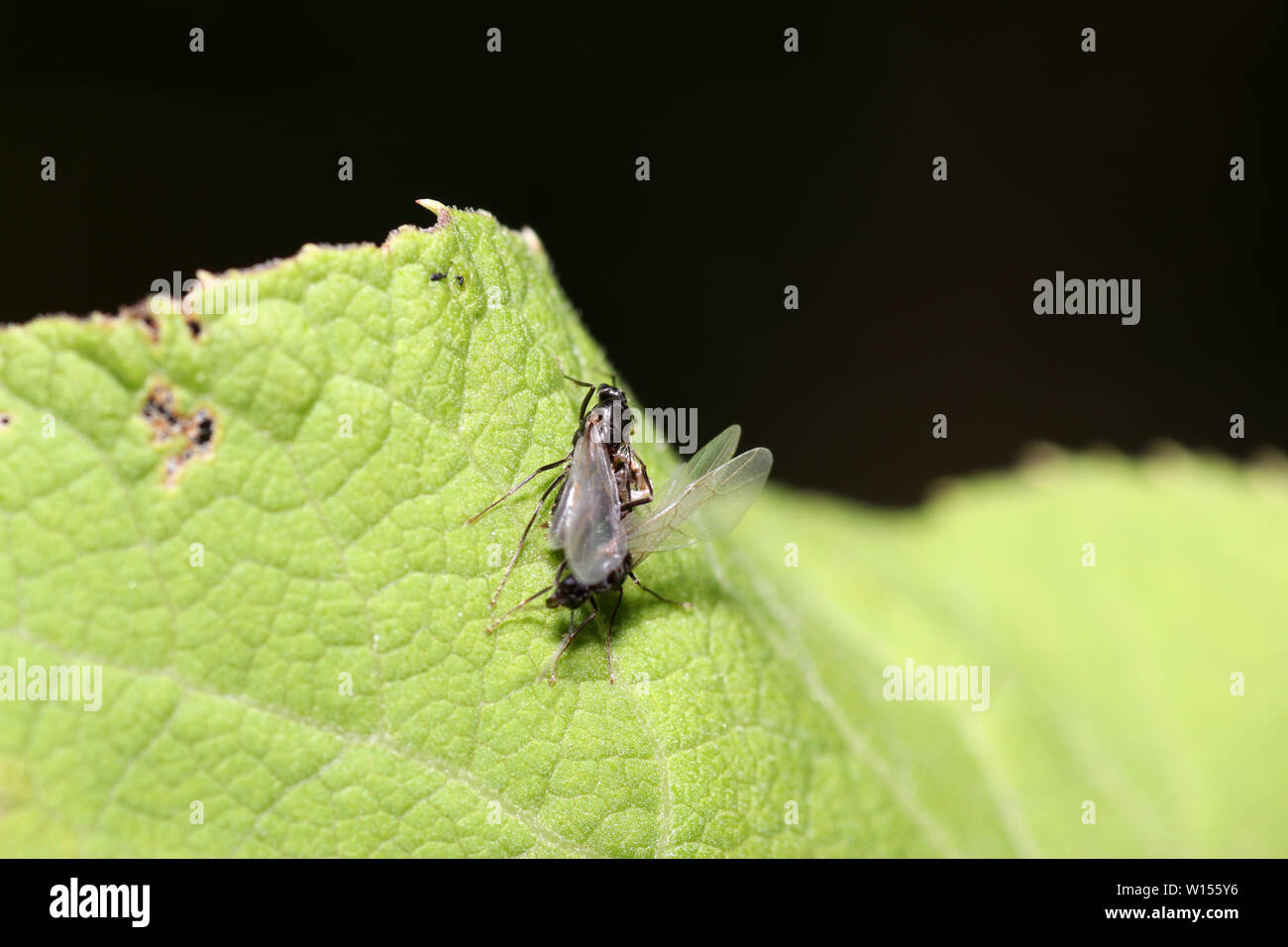 Ants high resolution hi-res stock photography and images - Alamy