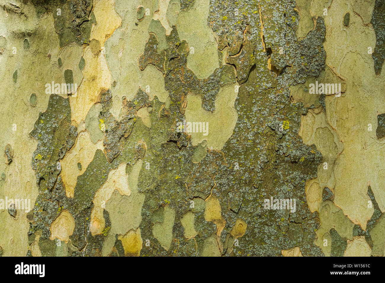 smooth tree bark pattern background, tree natural defending mechanism ...