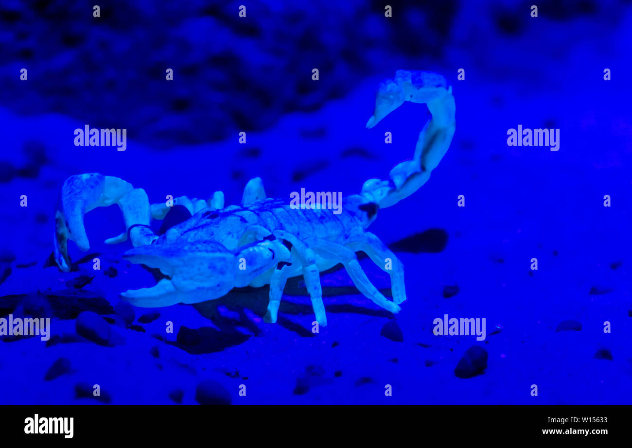 white scorpion with a blue light effect, dangerous animal from the ...