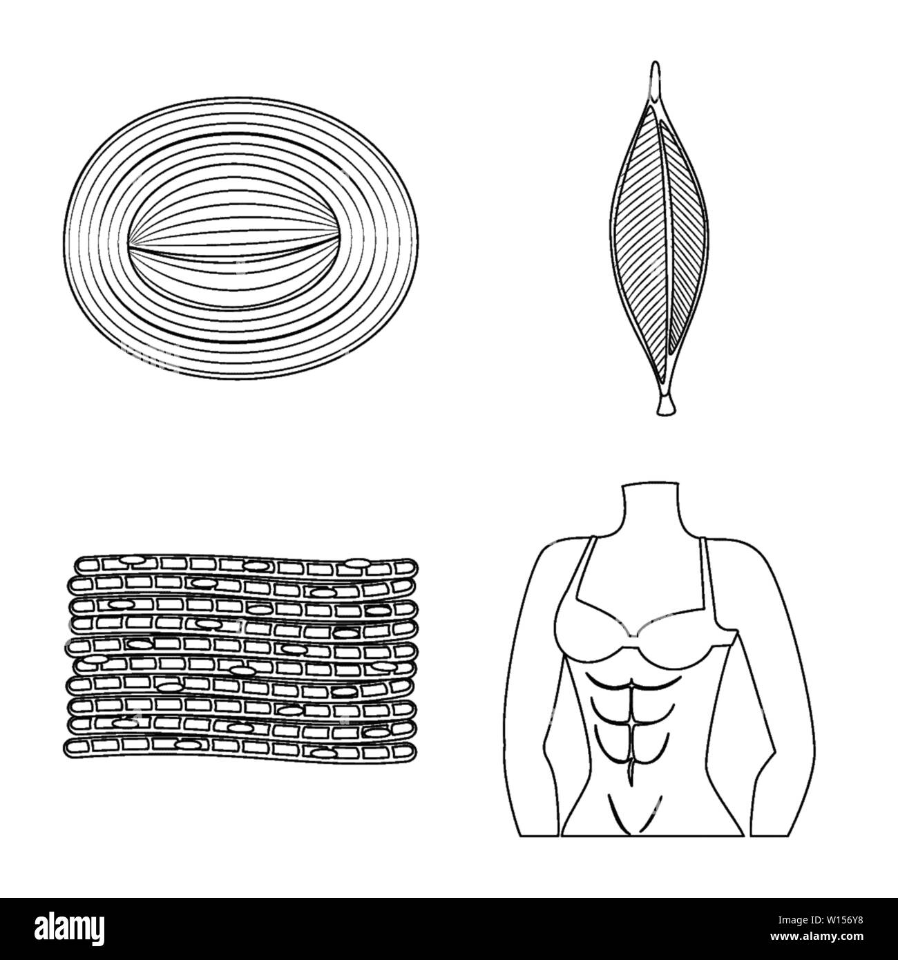 Vector illustration of fiber and muscular symbol. Collection of fiber ...