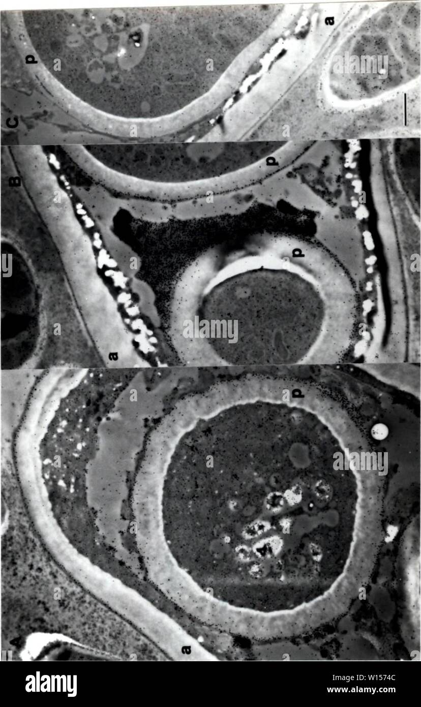 Archive image from page 120 of Development of cytochemical methods for ...