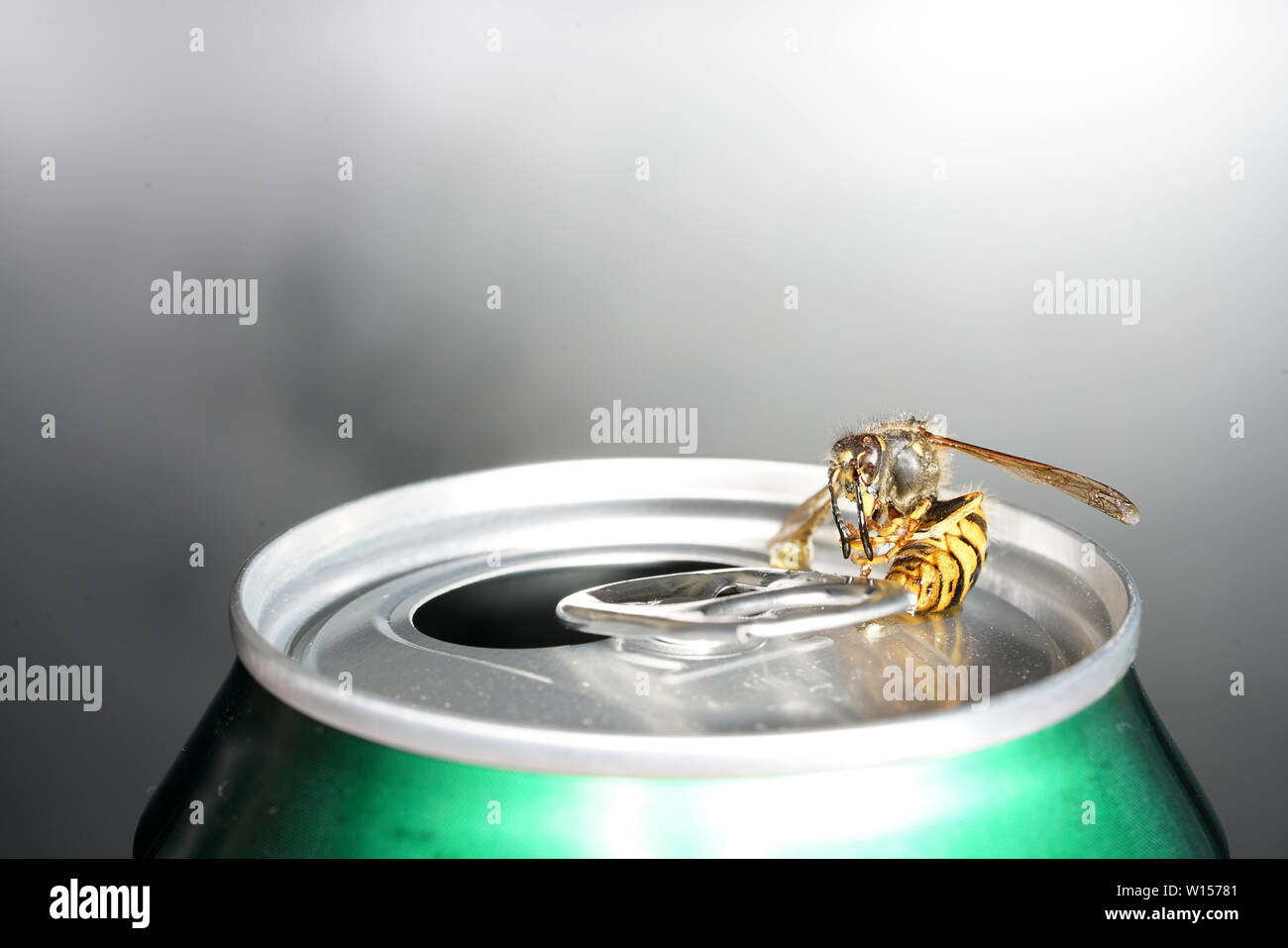 Bee in a soda can with macro shot photographed in best resolution Stock ...
