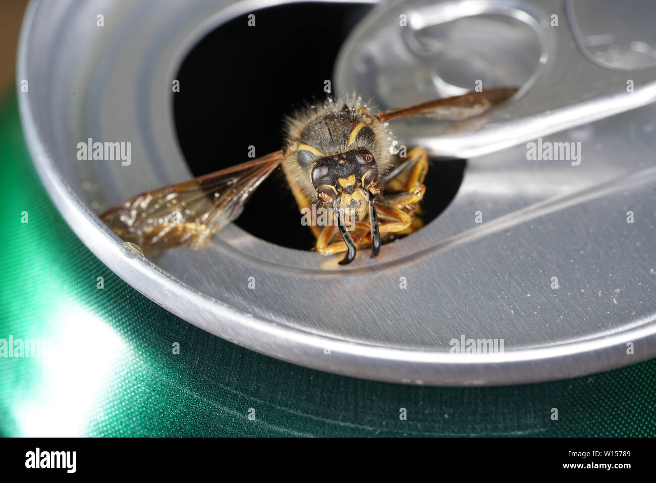 Bee in a soda can with macro shot photographed in best resolution Stock ...