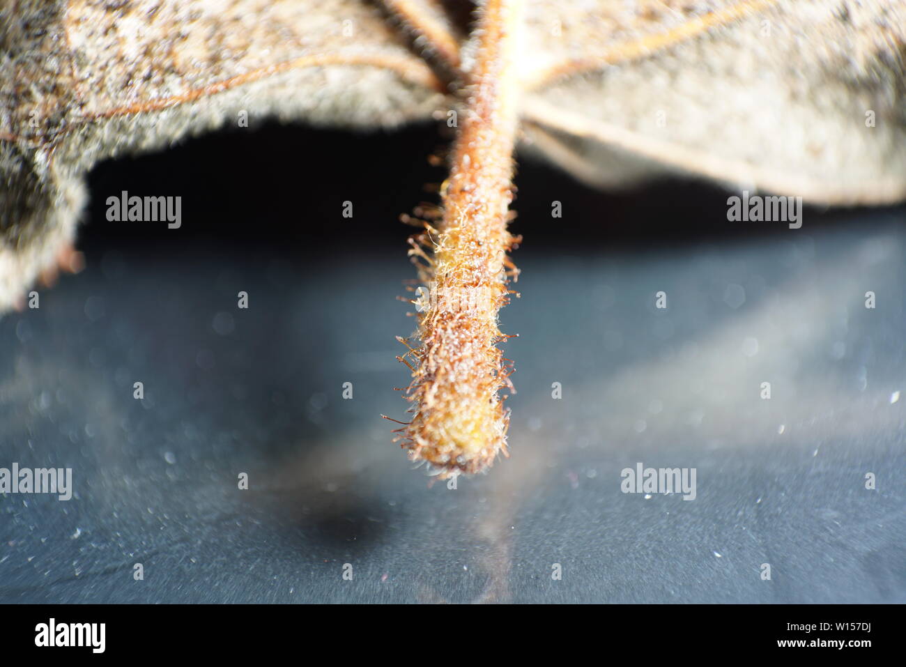 Sheets of German plants photographed in macro mode in best quality ...