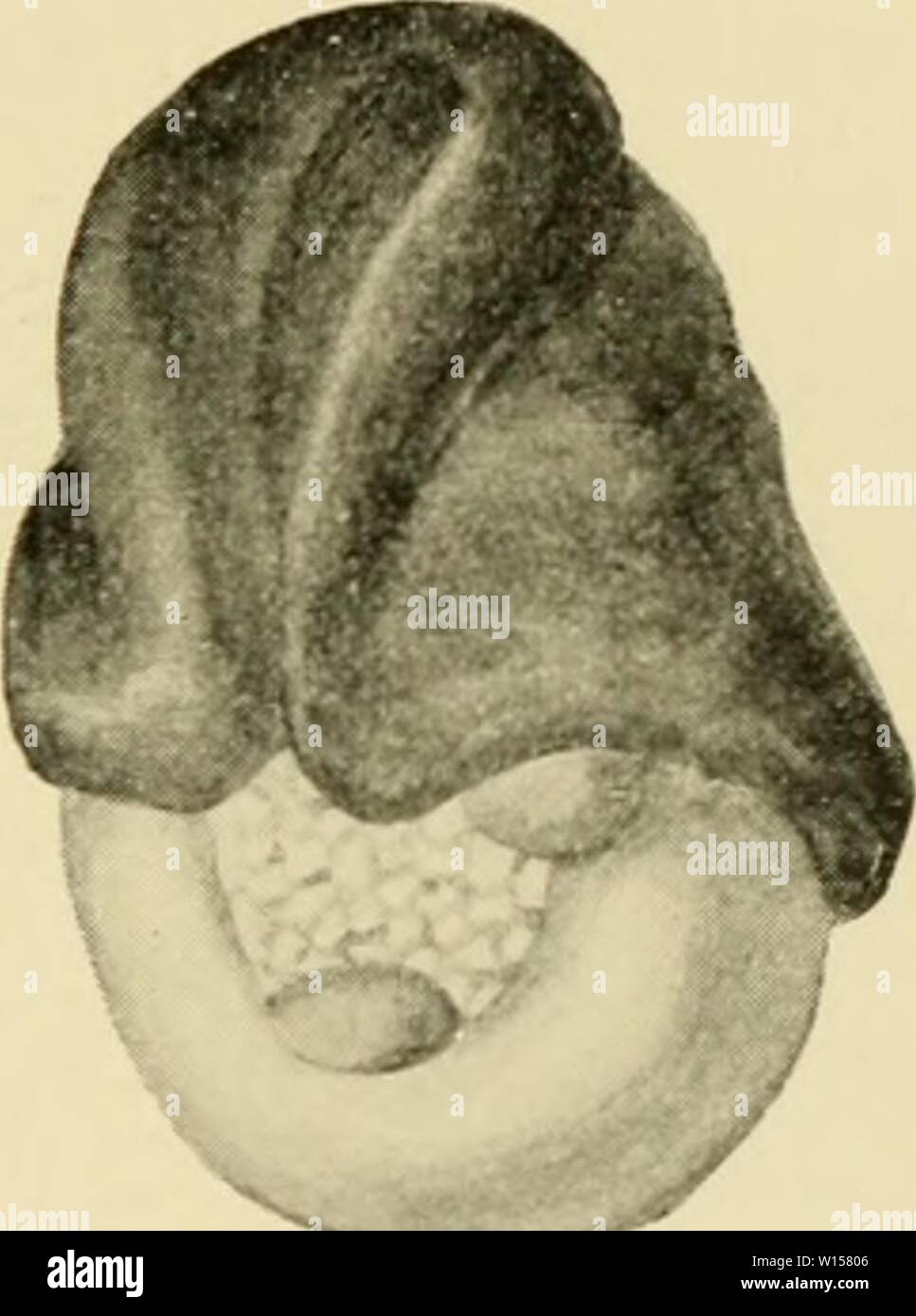 Blastomere hi-res stock photography and images - Alamy
