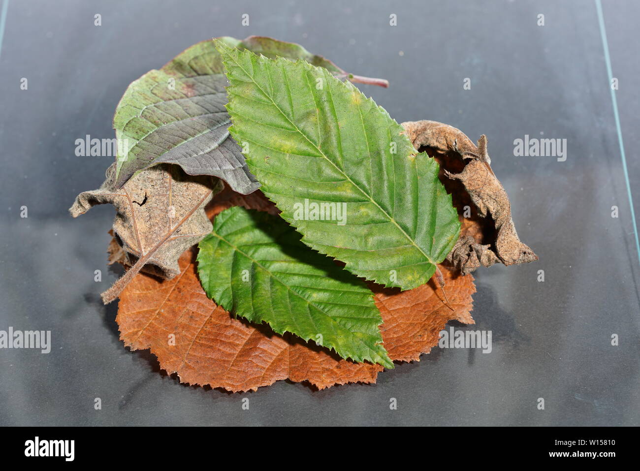 Sheets of German plants photographed in macro mode in best quality ...