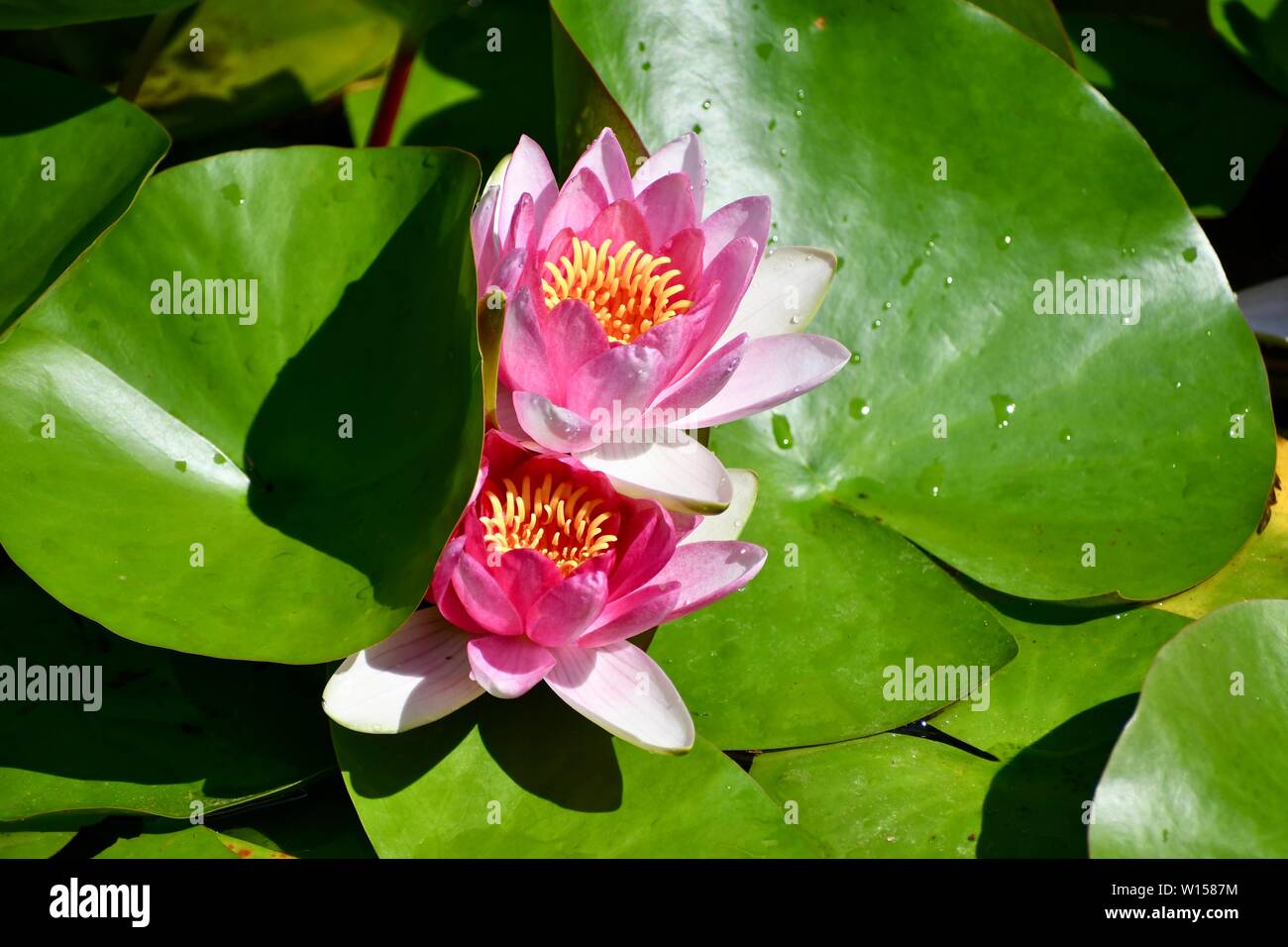 flower of a water Lilly Stock Photo - Alamy