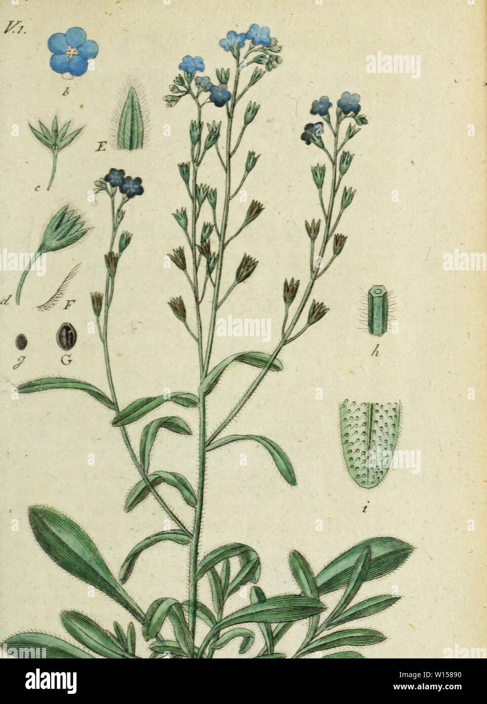 Titho hi-res stock photography and images - Alamy