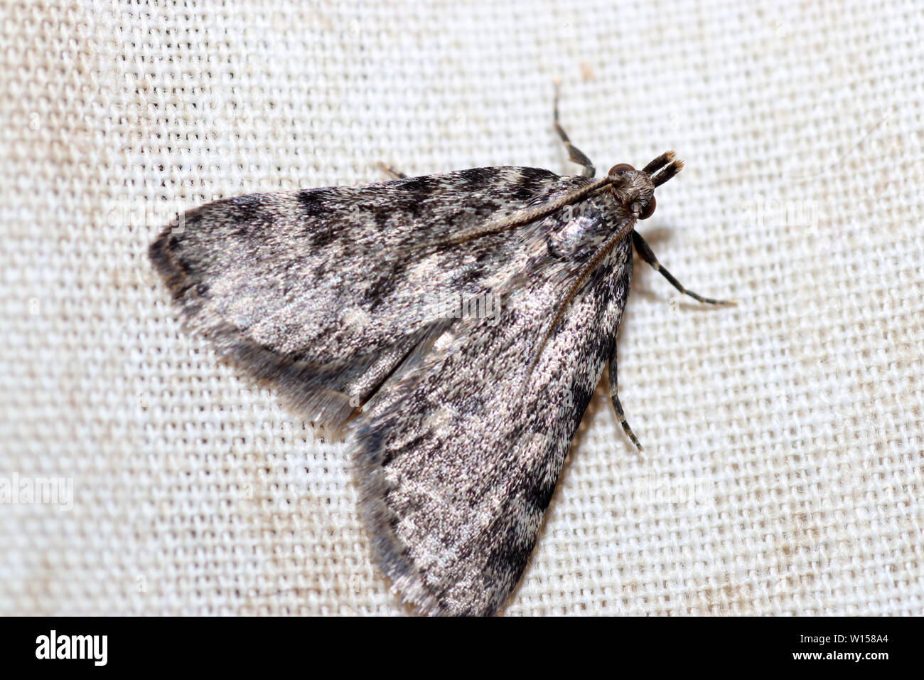 Day and moth in close-up shot and in best photo quality Stock Photo - Alamy