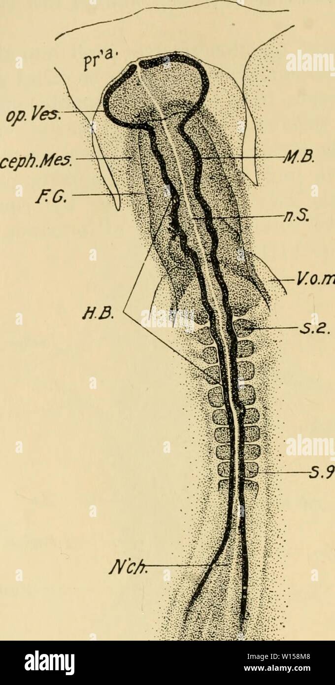 H m brain hi-res stock photography and images - Alamy