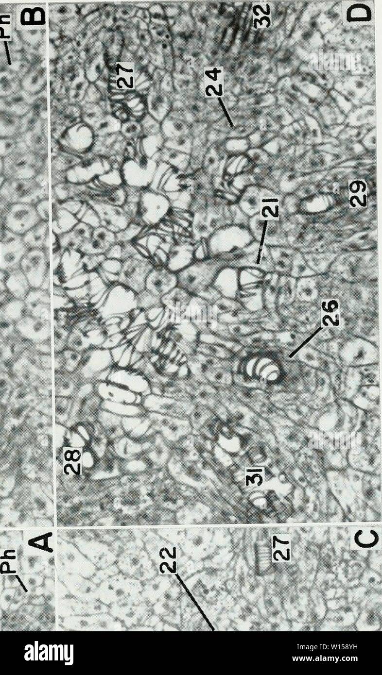 Archive image from page 126 of The developmental anatomy of Isoetes ...