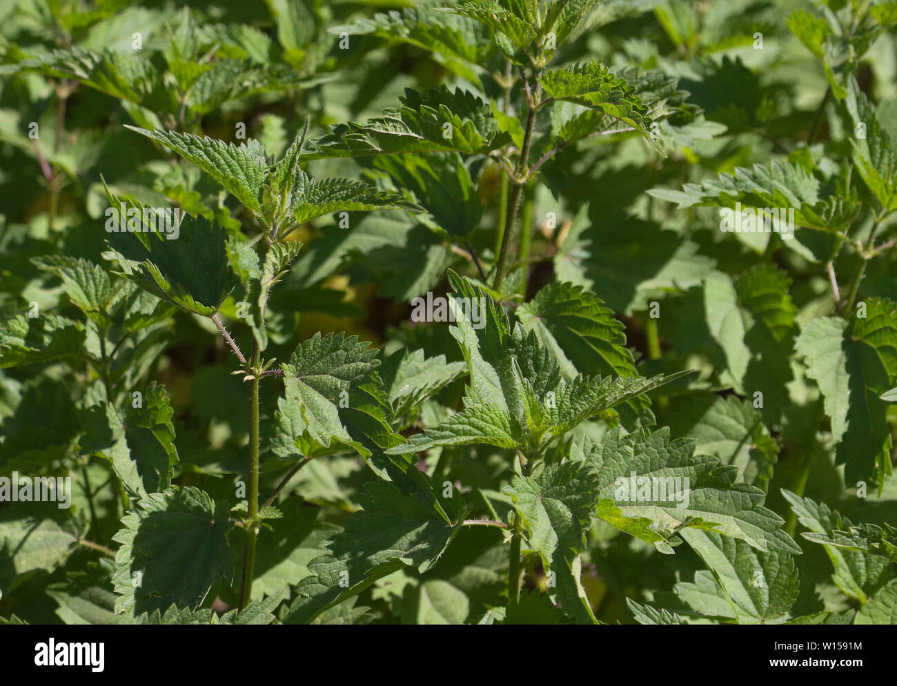 Urticaceae nettle family hi-res stock photography and images - Alamy