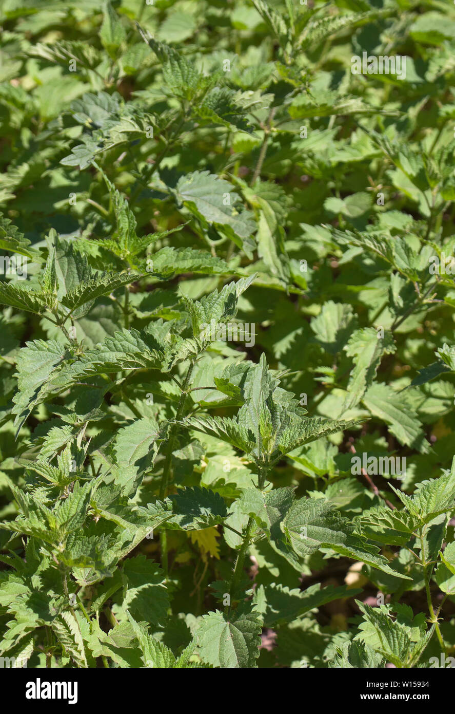 Urtica is a genus of flowering plants in the family Urticaceae. Many ...