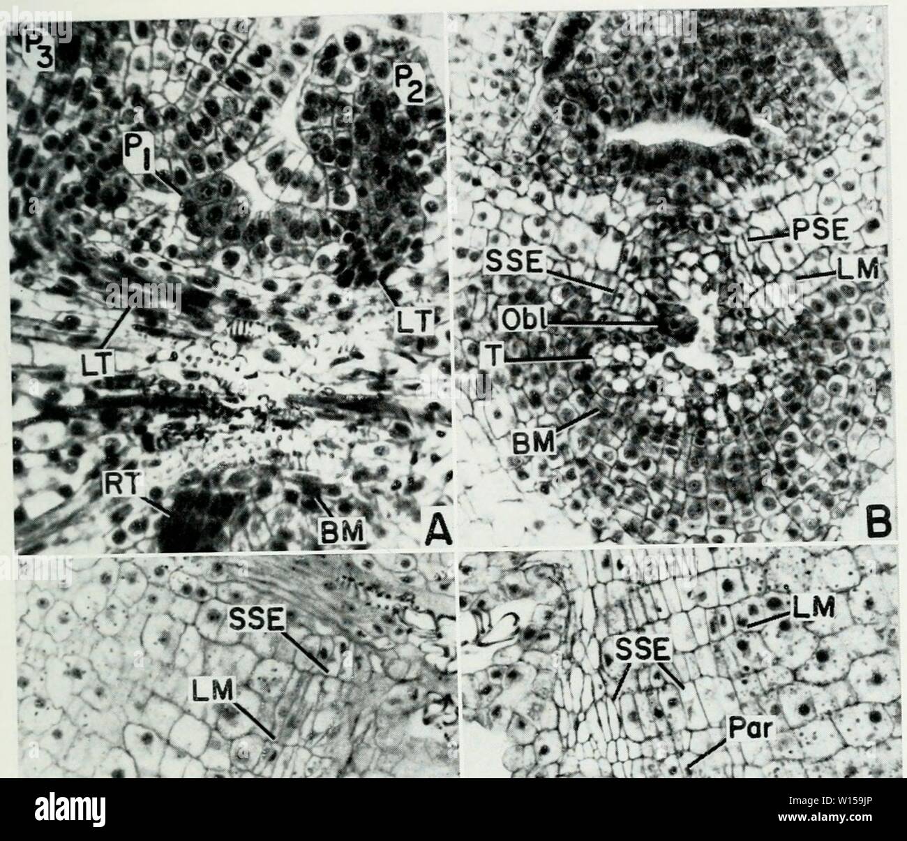 Archive image from page 128 of The developmental anatomy of Isoetes ...