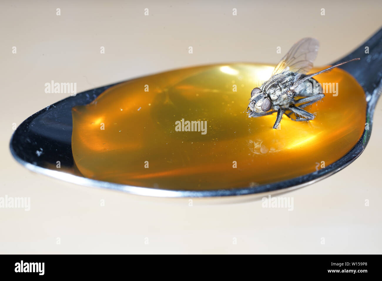Fly nibbles from spoon with honey while sticking sticking Stock Photo ...