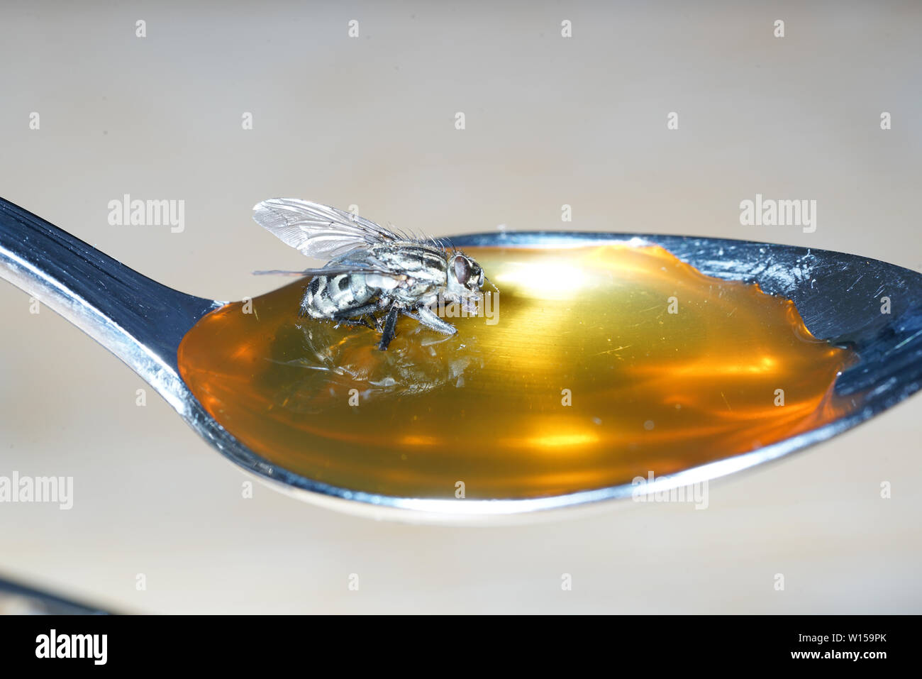 Drosophila fruit fly eye white hi-res stock photography and images - Alamy