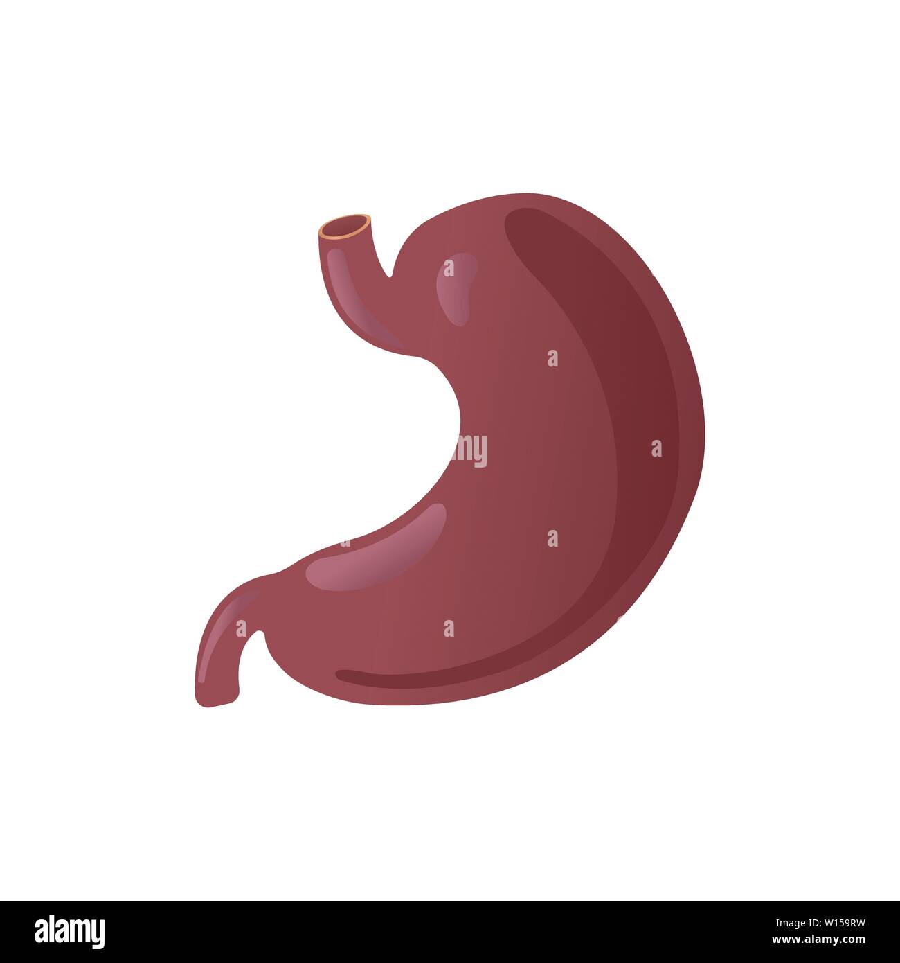 Vector realistic human stomach icon isolated on white background Stock ...