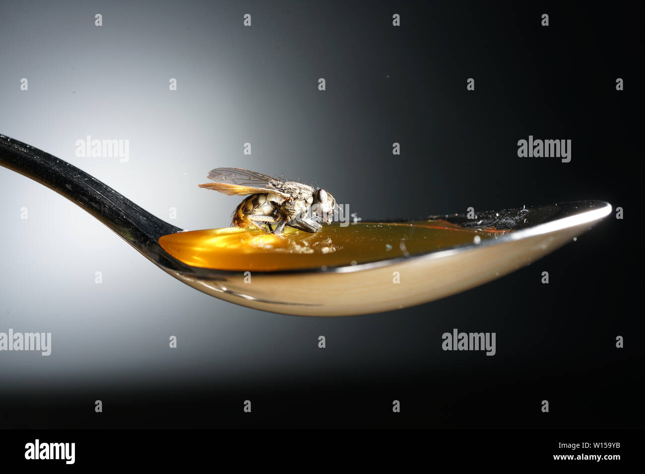 Fly nibbles from spoon with honey while sticking sticking Stock Photo ...
