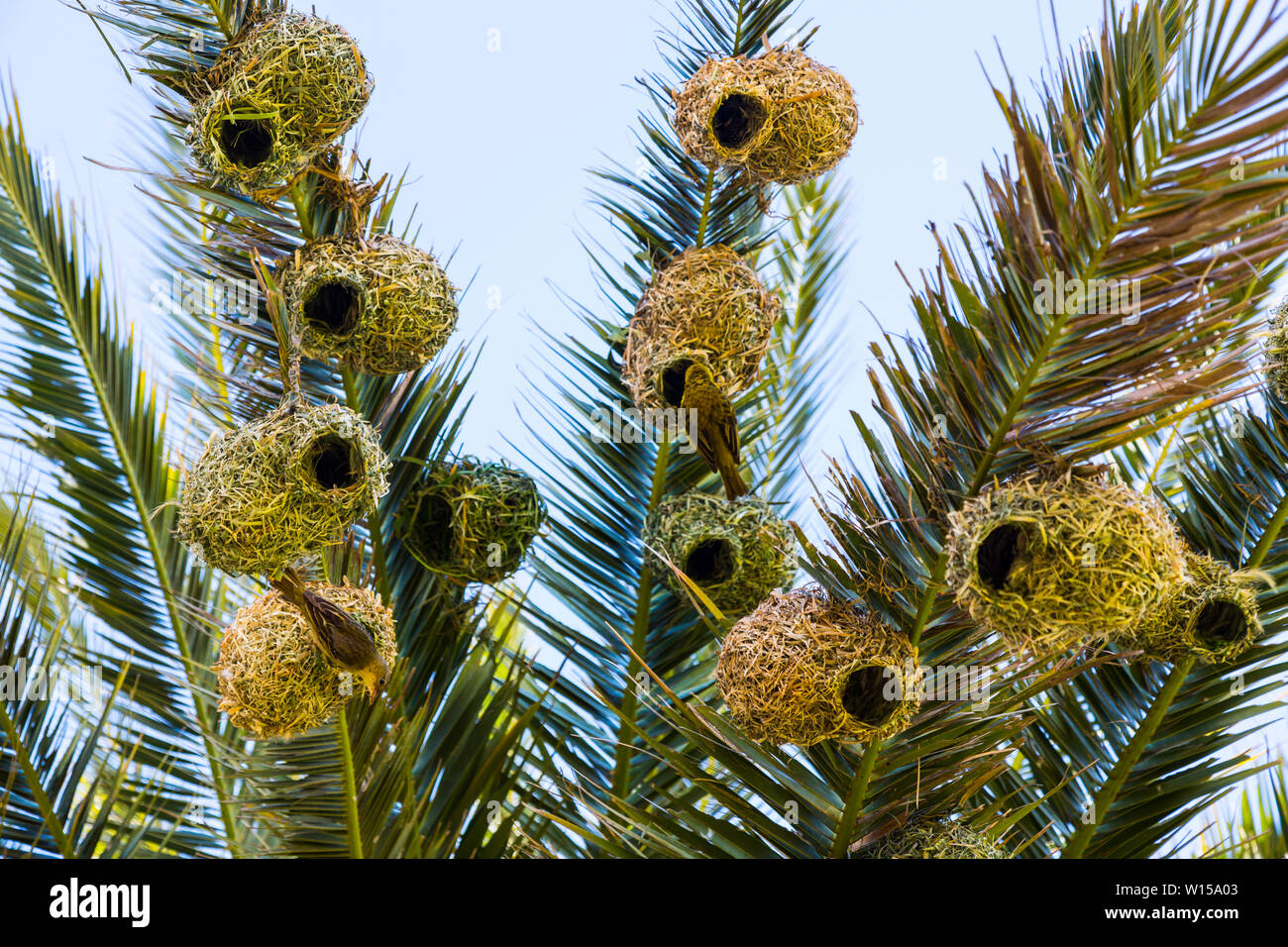 Birds making nests, Namaqualand, Northern Cape province, South Africa ...