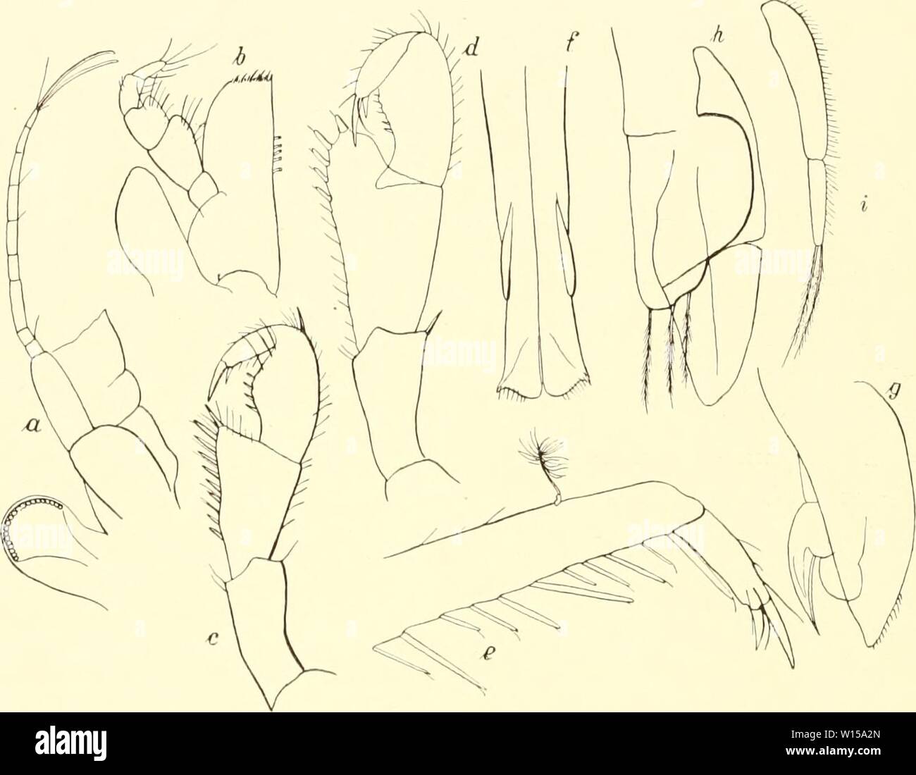 Archive image from page 129 of Die Isopoden der Deutschen Sdpolar ...