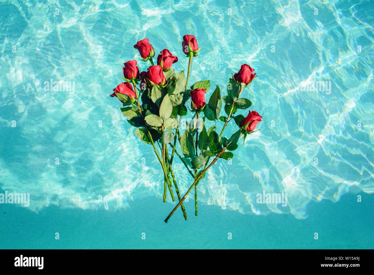 Bunch of red roses hovering on the water with a beautiful blue watery ...