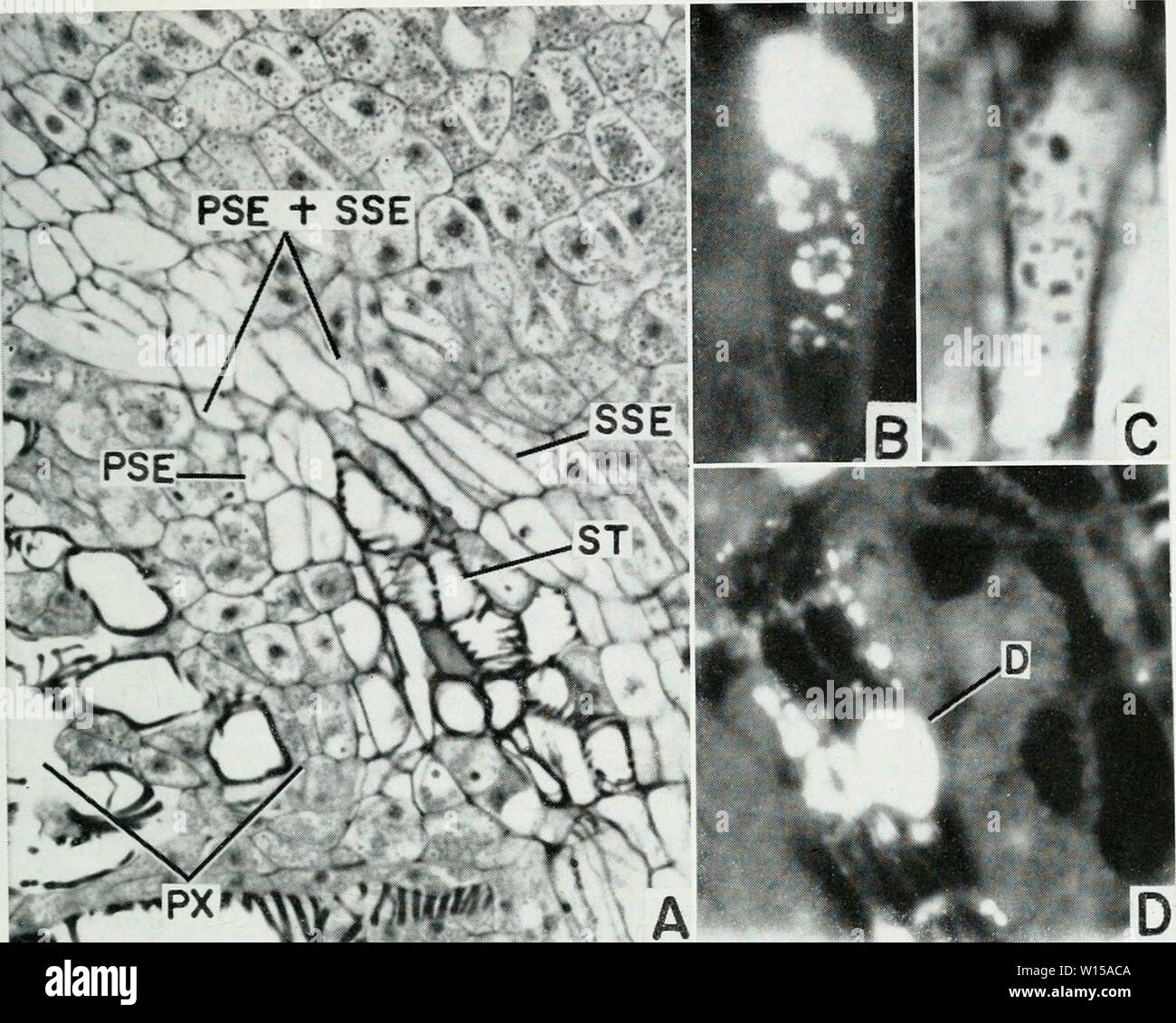 Archive image from page 130 of The developmental anatomy of Isoetes ...