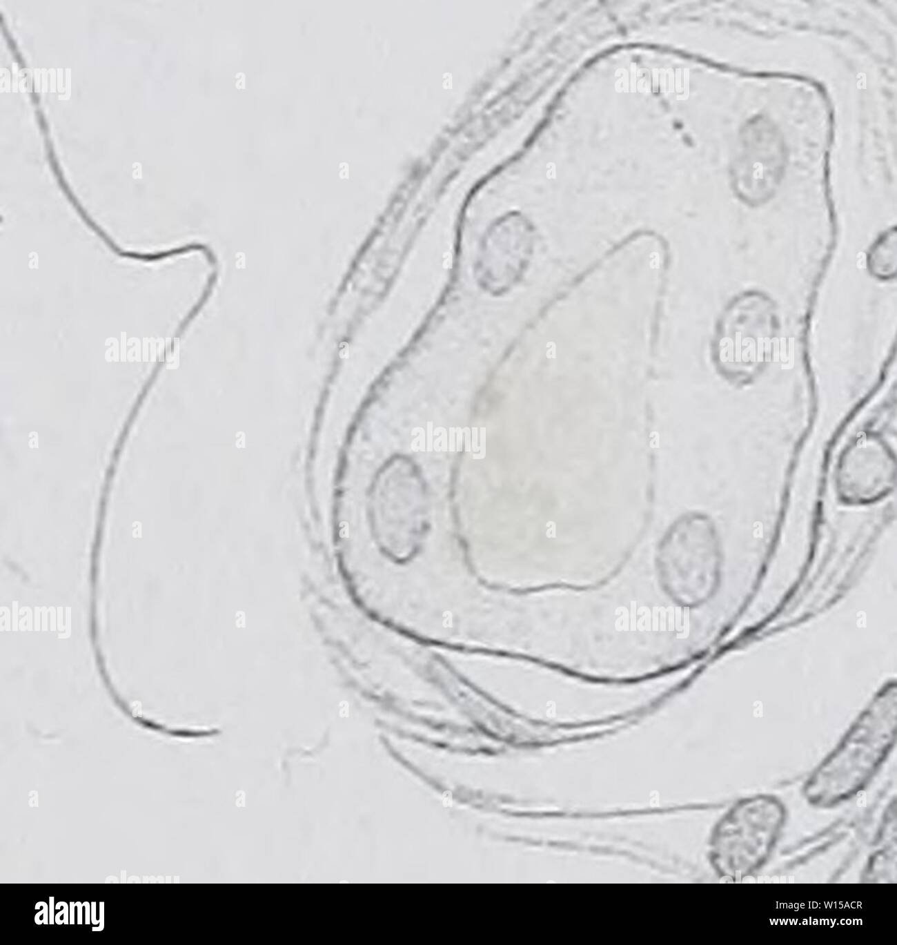 Mullerian duct hi-res stock photography and images - Alamy