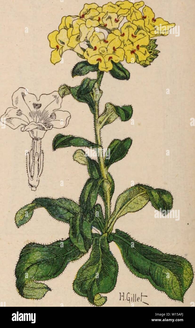 Archive image from page 131 of Dictionnaire d'horticulture illustré par ...