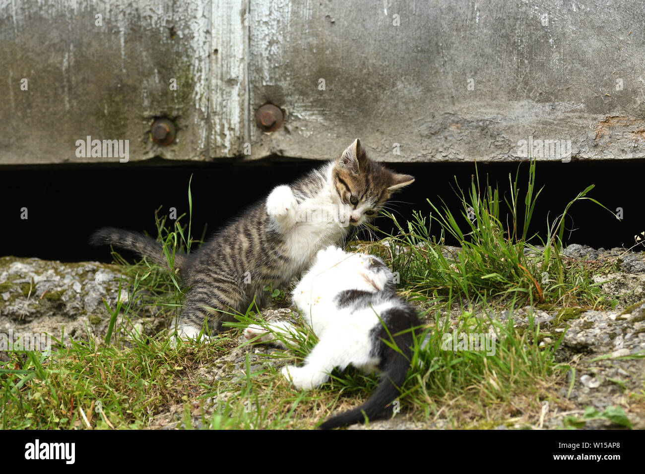 little cats jump and larking together on the grass Stock Photo - Alamy