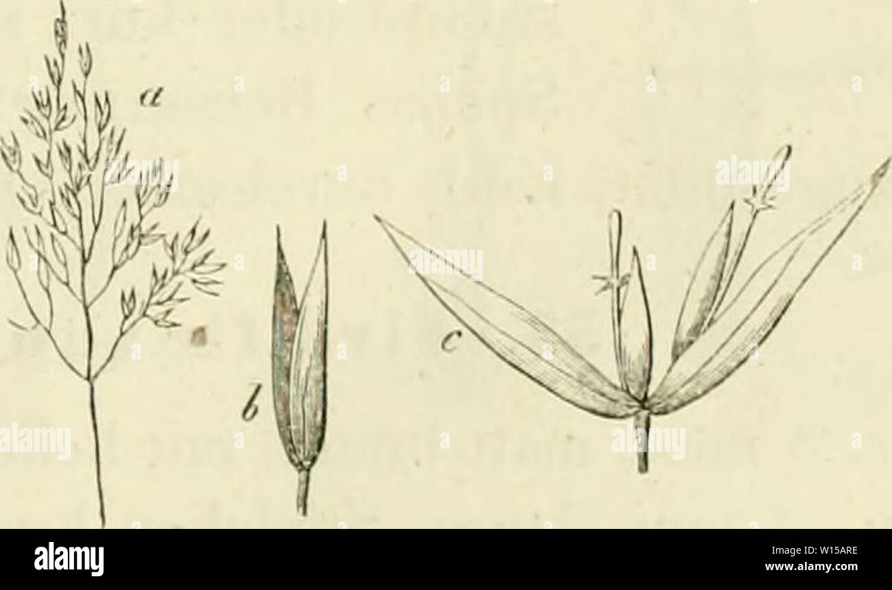 Spitze blattern hi-res stock photography and images - Alamy