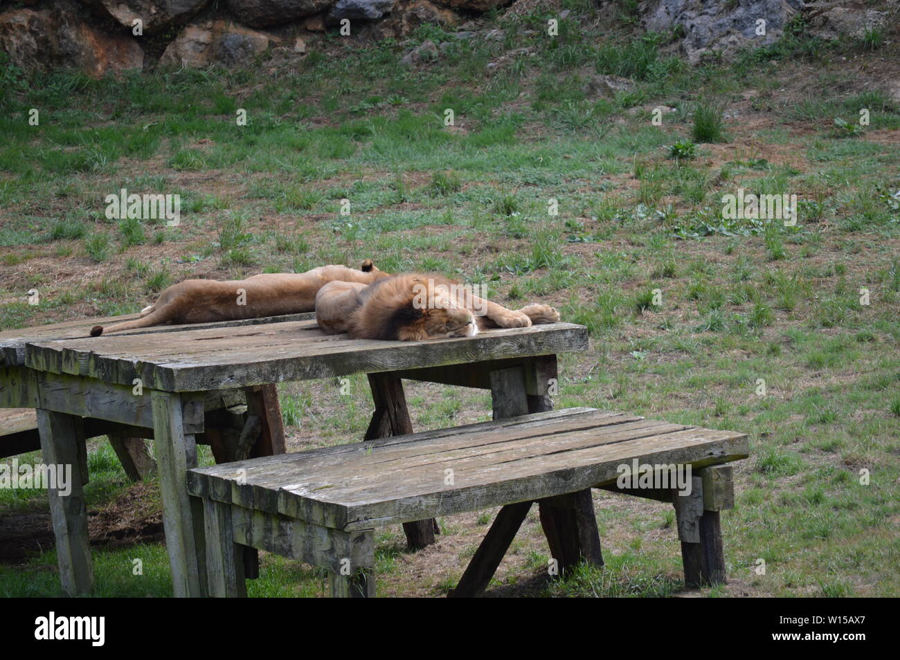 Lions mine hi-res stock photography and images - Alamy