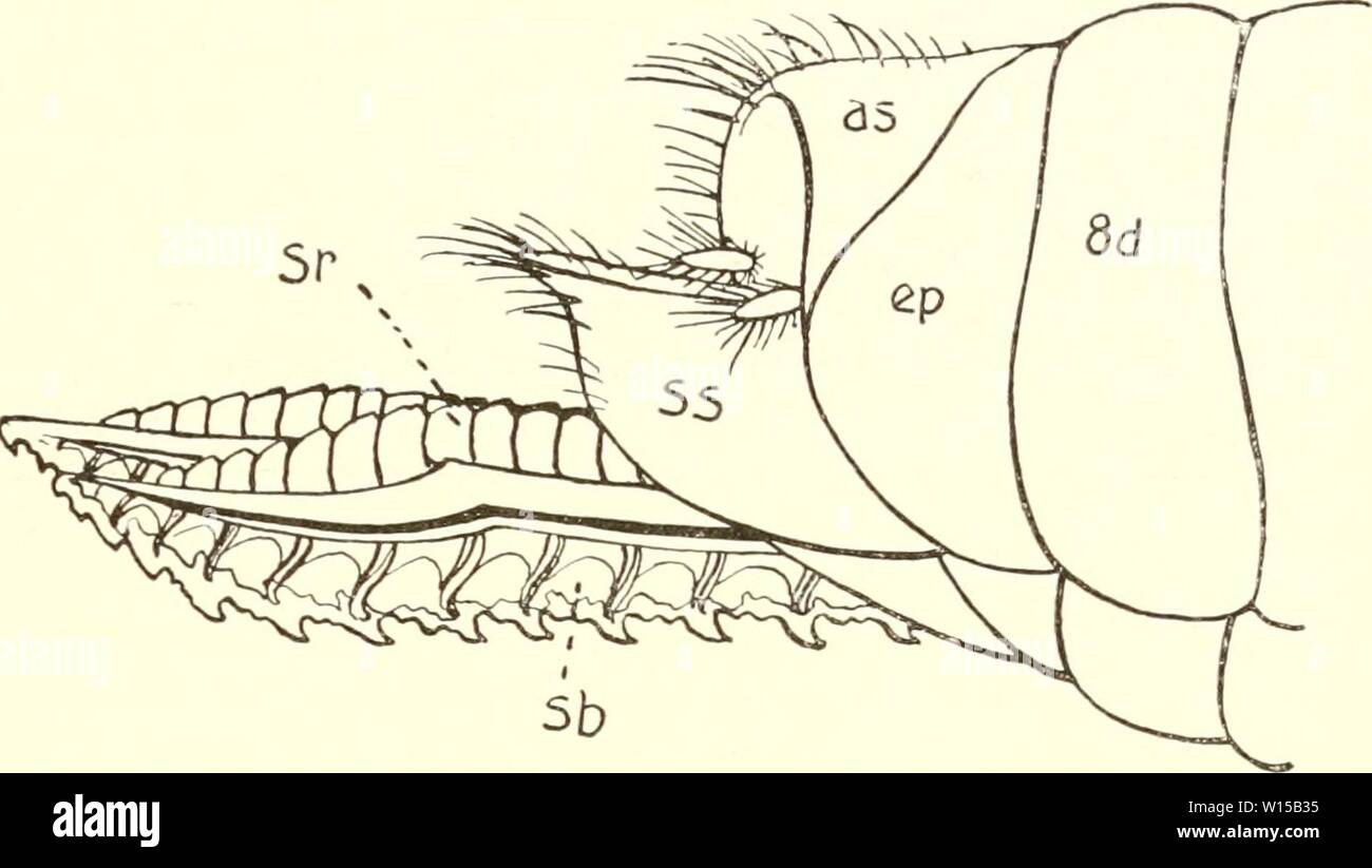 Einen sitz tragen hi-res stock photography and images - Alamy