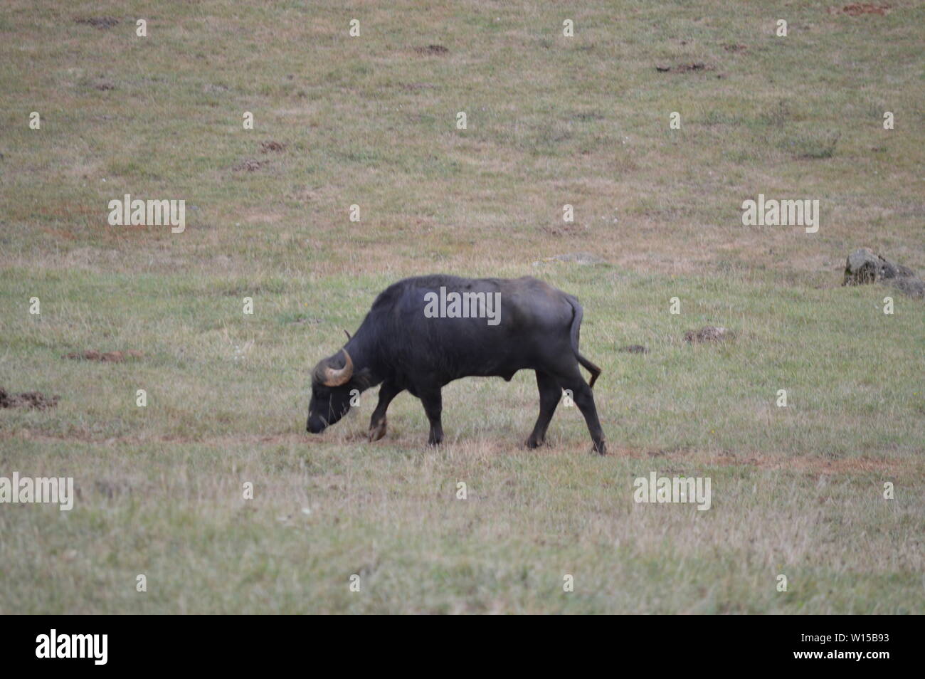Buffalo mine hi-res stock photography and images - Alamy