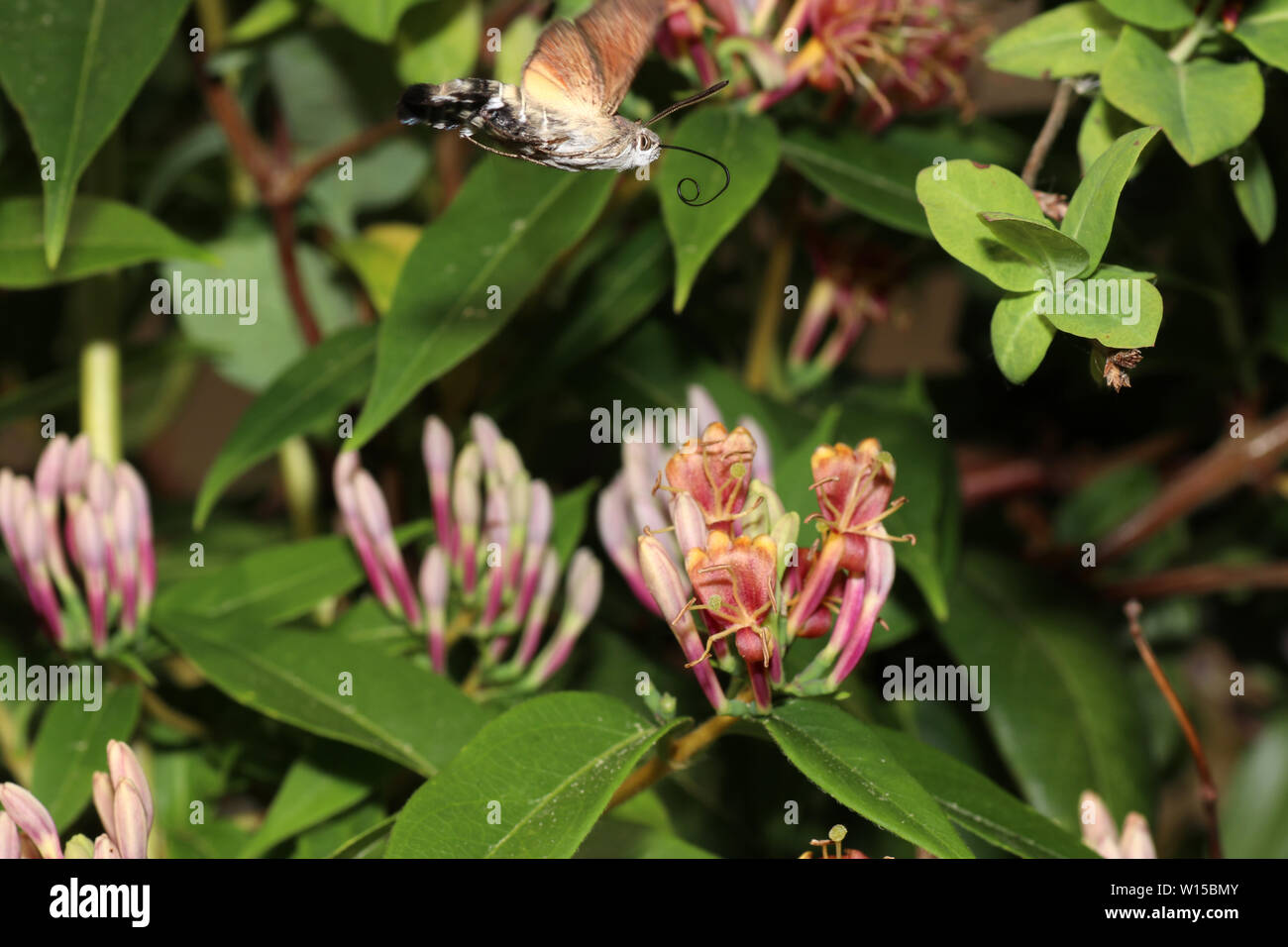 Various insects from Germany in high resolution and scanned with macro ...