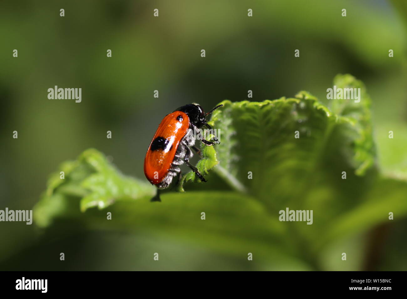 Various insects from Germany in high resolution and scanned with macro ...