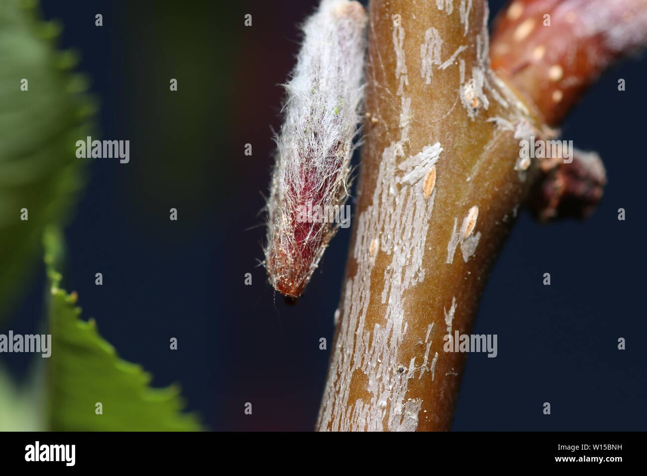 Various insects from Germany in high resolution and scanned with macro ...