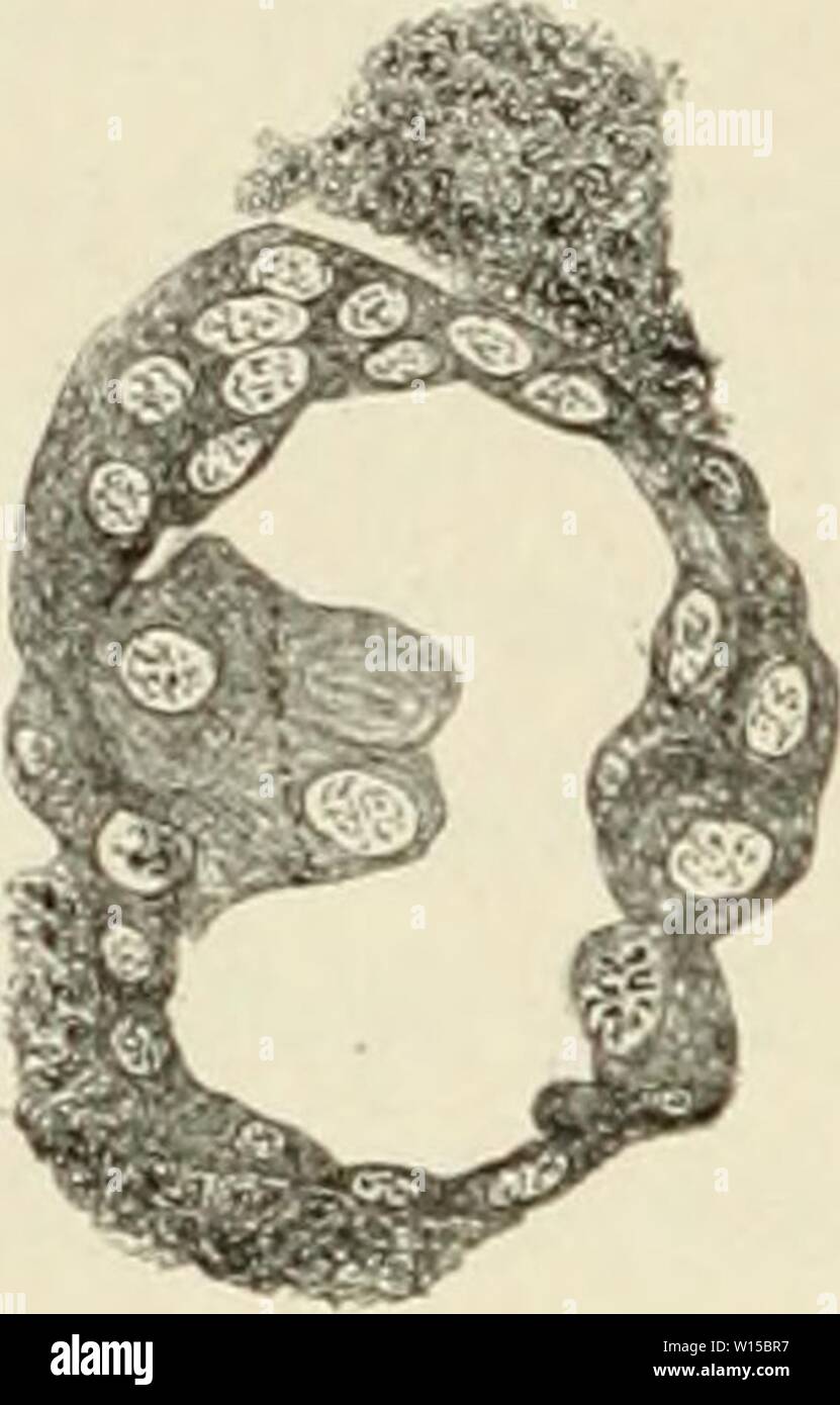Rat uterus hi-res stock photography and images - Alamy