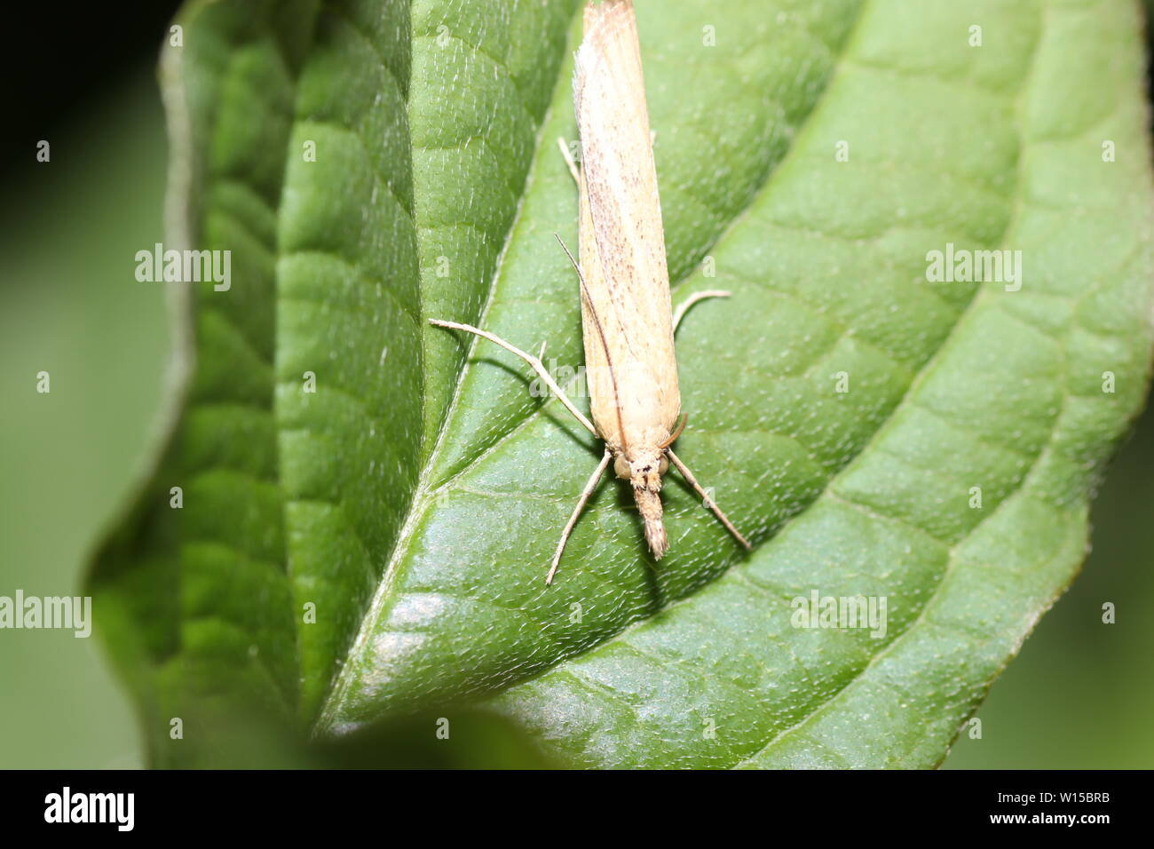 Various insects from Germany in high resolution and scanned with macro ...