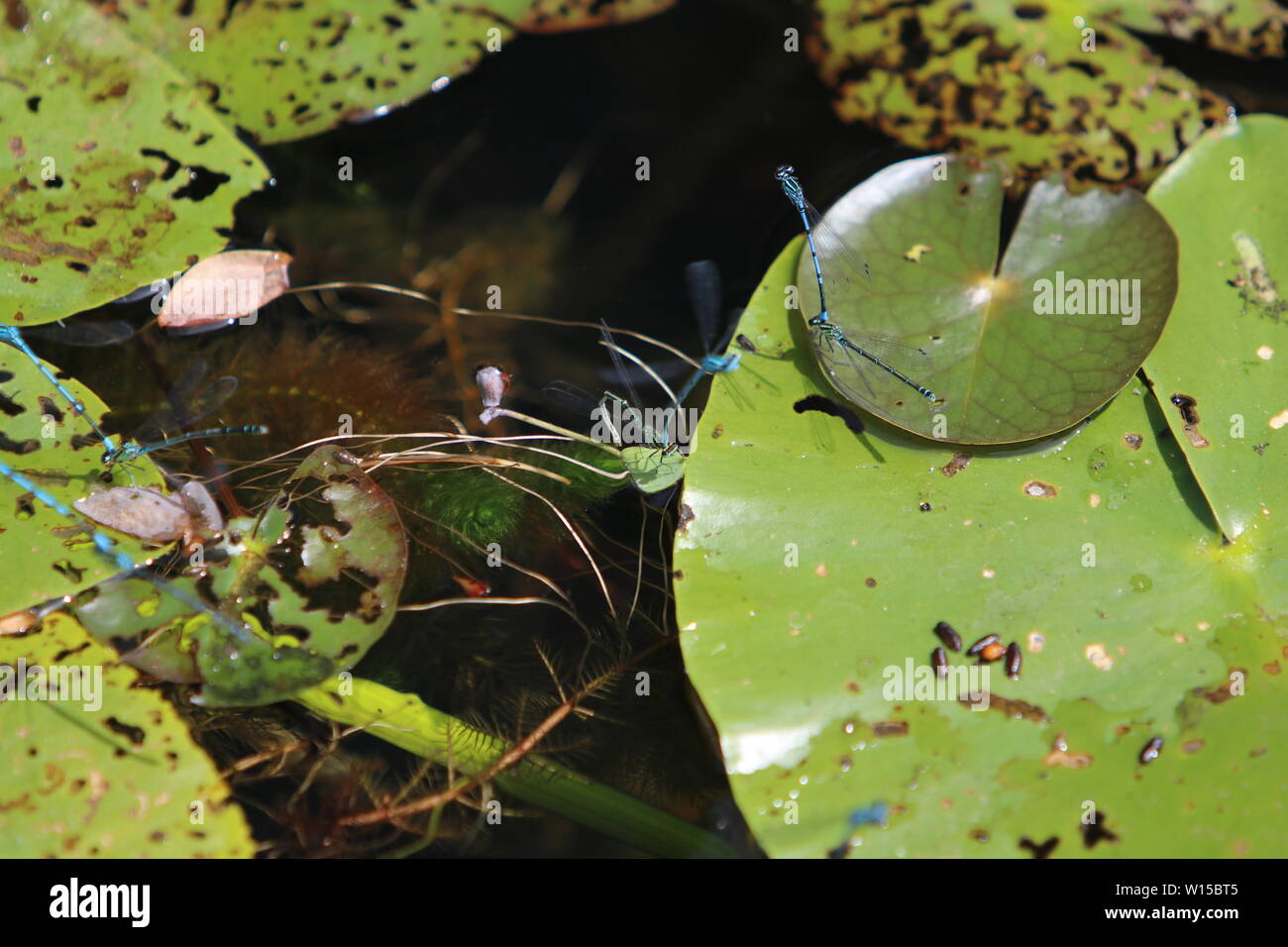Various insects from Germany in high resolution and scanned with macro ...