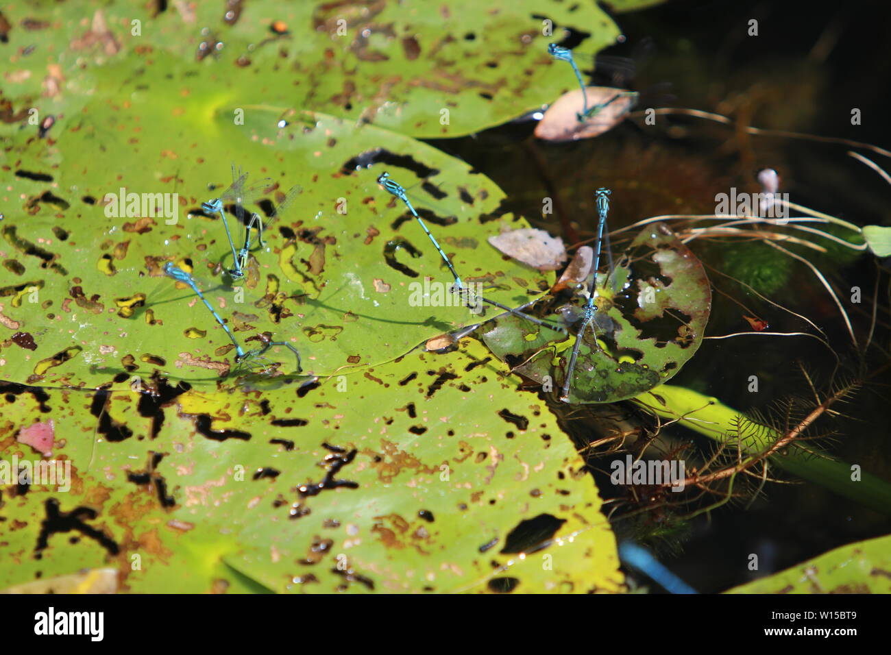 Various insects from Germany in high resolution and scanned with macro ...