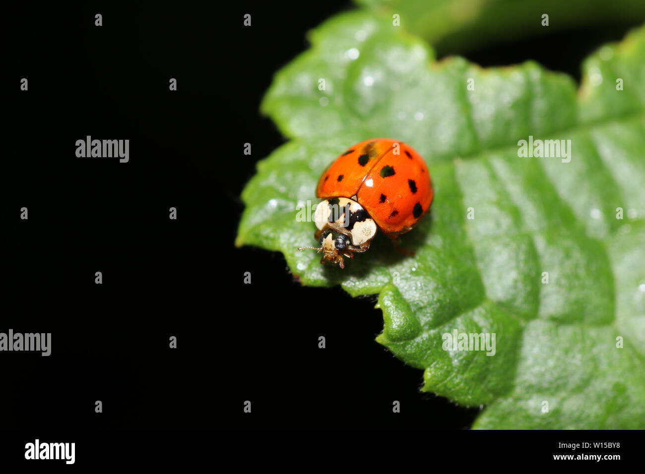 Various insects from Germany in high resolution and scanned with macro ...